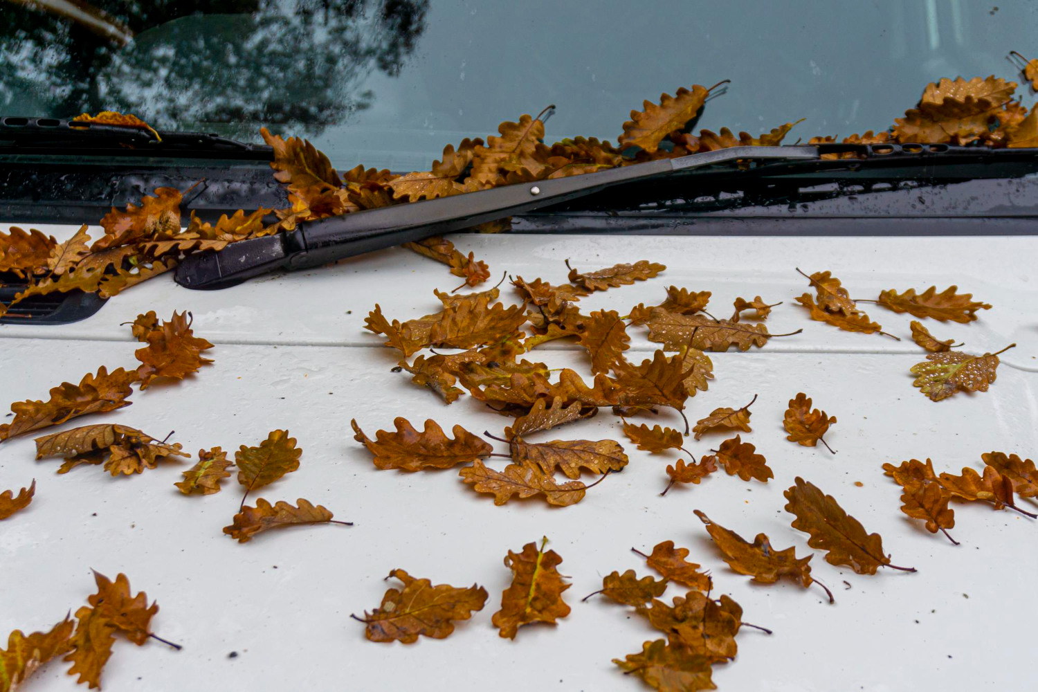 Critical Dangers of Ignoring Tree sap on car